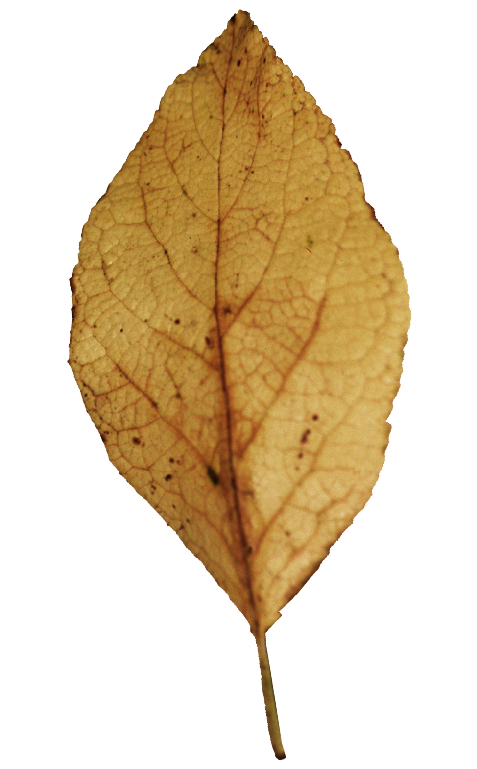 Ojas De Arbol Png Hojas De Arbol Png Folhas De Arvores Png Images