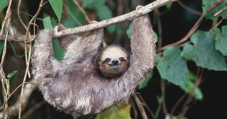 Isolamento Total: Folivora