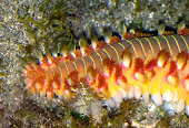 Rafael Microfauna Marina: Galaxaura rugosa (Algas rojas)