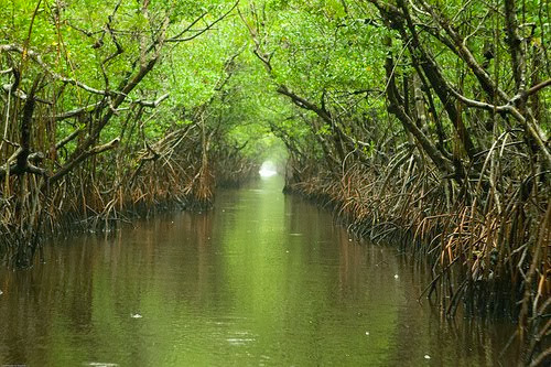 Florida Everglades Ecosystem: Ecosystem Description Florida Everglades Ecosystem: Ecosystem Description
