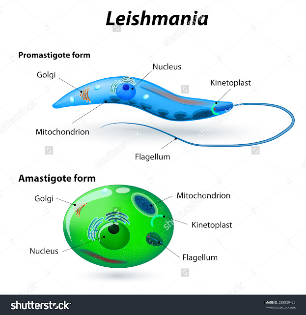 Lecture Notes in Medical Technology: Lecture #15: SUBPHYLUM MASTIGOPHORA