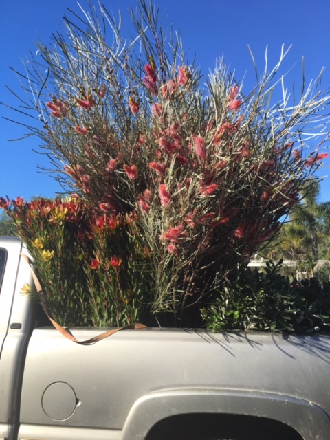 A Passion for Flowers: In the Field: Emu Tree