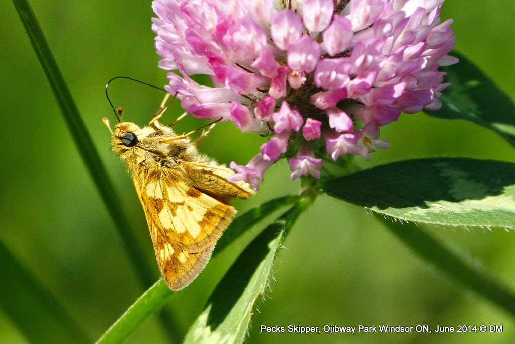 Nerdy for Birdy: Early June Butterfly Watching in Windsor