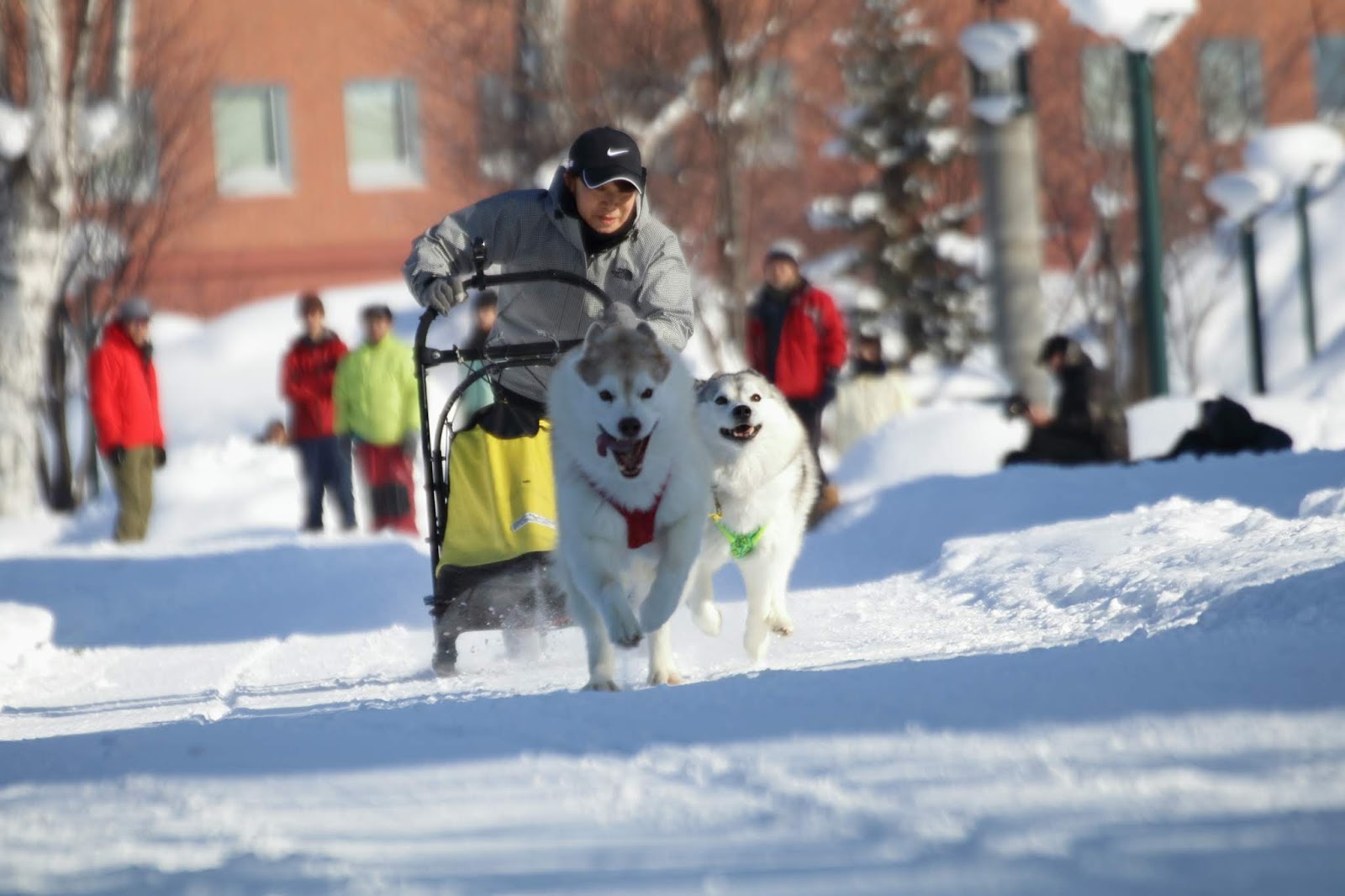 JDDCスタッフブログⅡ