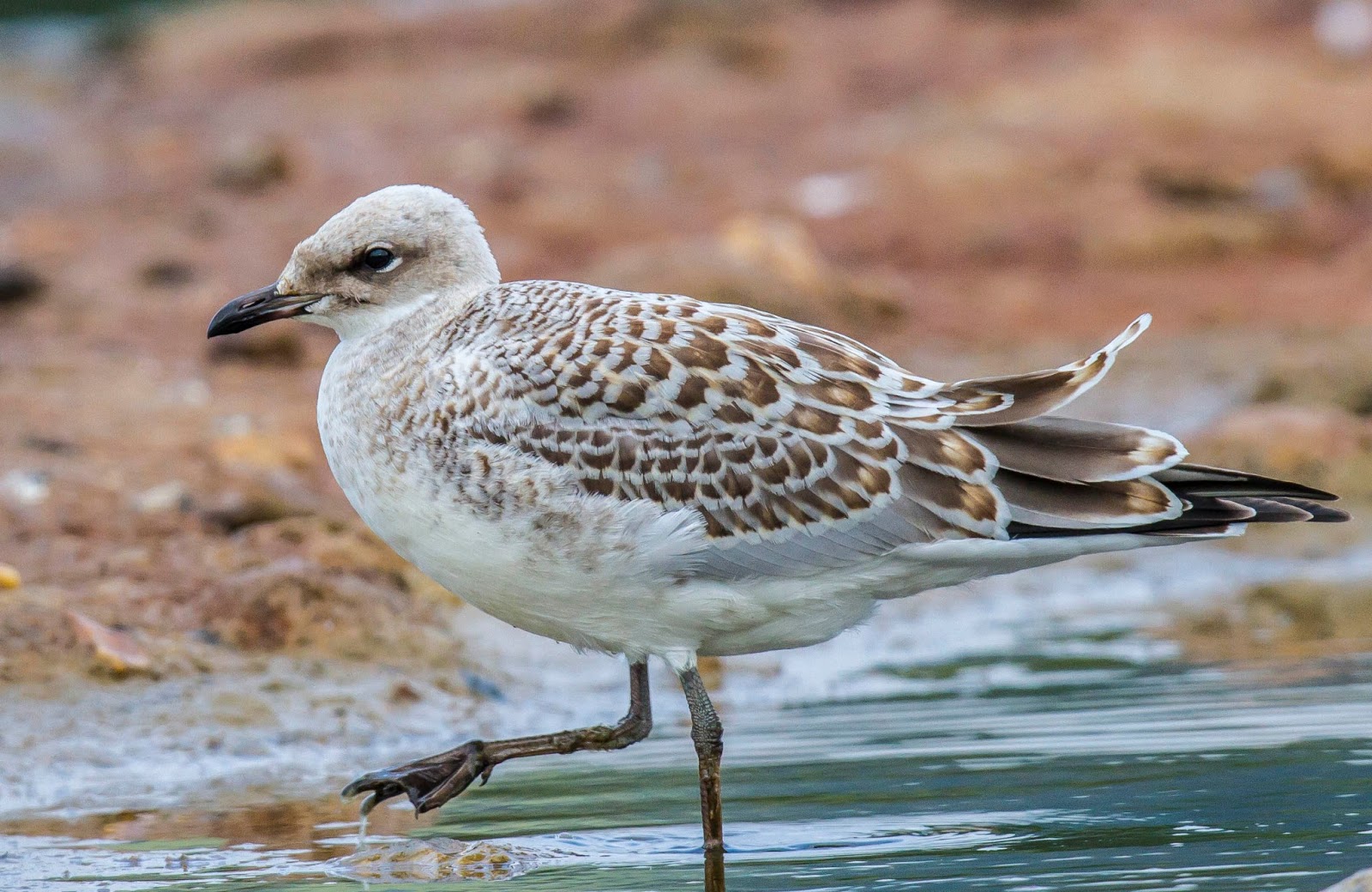 Colyton Wildlife: Stunning juv Med Gull close ups