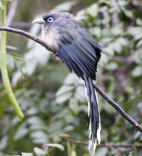 Blue-faced malkoha images | Birds of India | Bird World