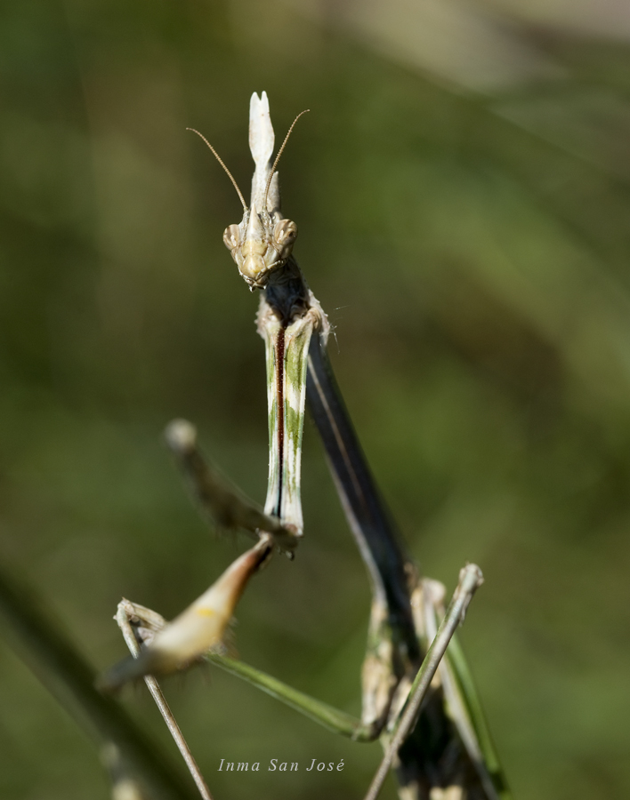 Fotógrafa Inma San José. Nuska 23: Empusa pennata