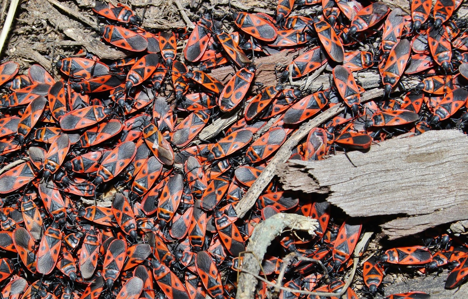 Biodiversity of Cyprus by NGO Protection of the Natural Heritage and ...