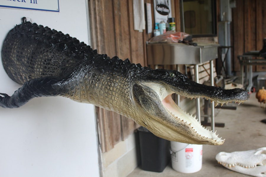 Cordray's: Cordray's Taxidermy did this neat swimming alligator mount!