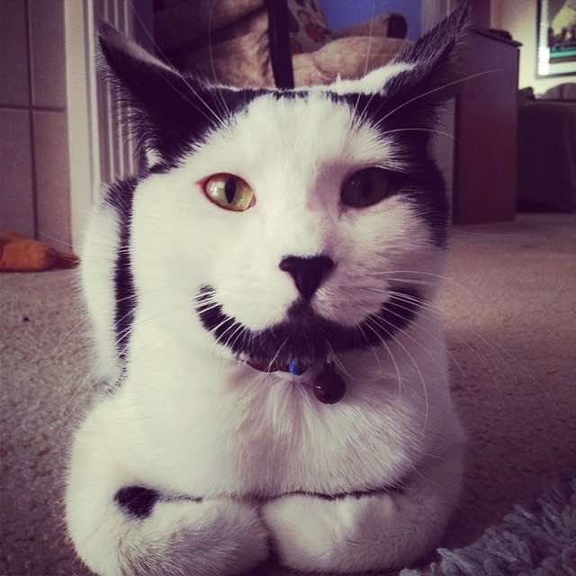 Kucing ini selalu tersenyum sepanjang hidupnya | BLOG SEPUTAR KUCING