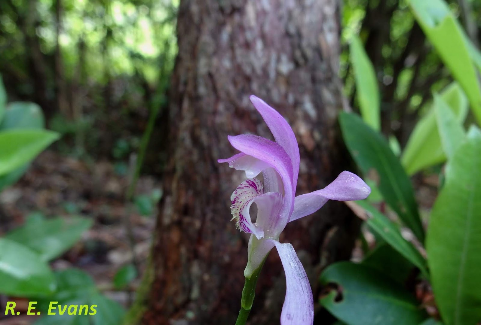 NC Plant Conservation & Beyond: Lost & Found: Bog Rose