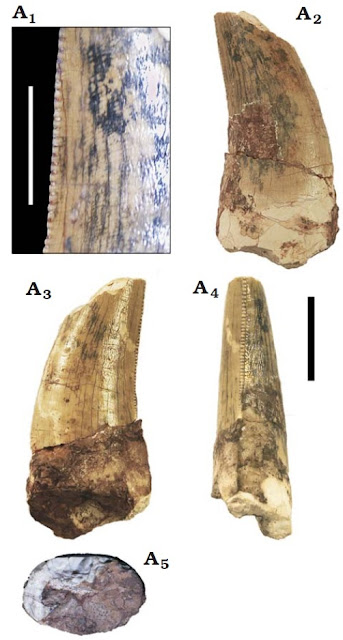 Sciency Thoughts: Isolated Theropod teeth from the Middle Jurassic of ...