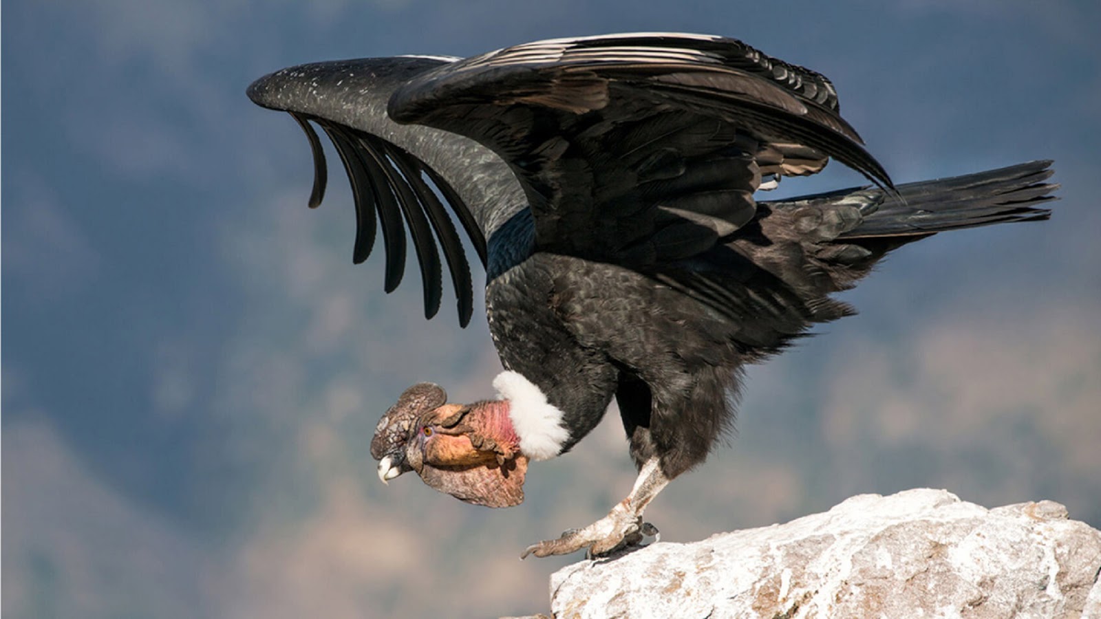 Araucaria: DES DOCUMENTS DE LA CIA RÉVÈLENT LE FONCTIONNEMENT DU PLAN ...