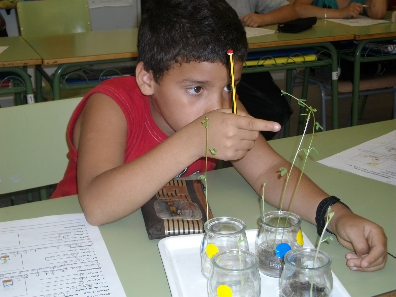 QÜESTIONS DEL MEDI NATURAL: EXPERIMENTS AMB LES PLANTES: EL CREIXEMENT