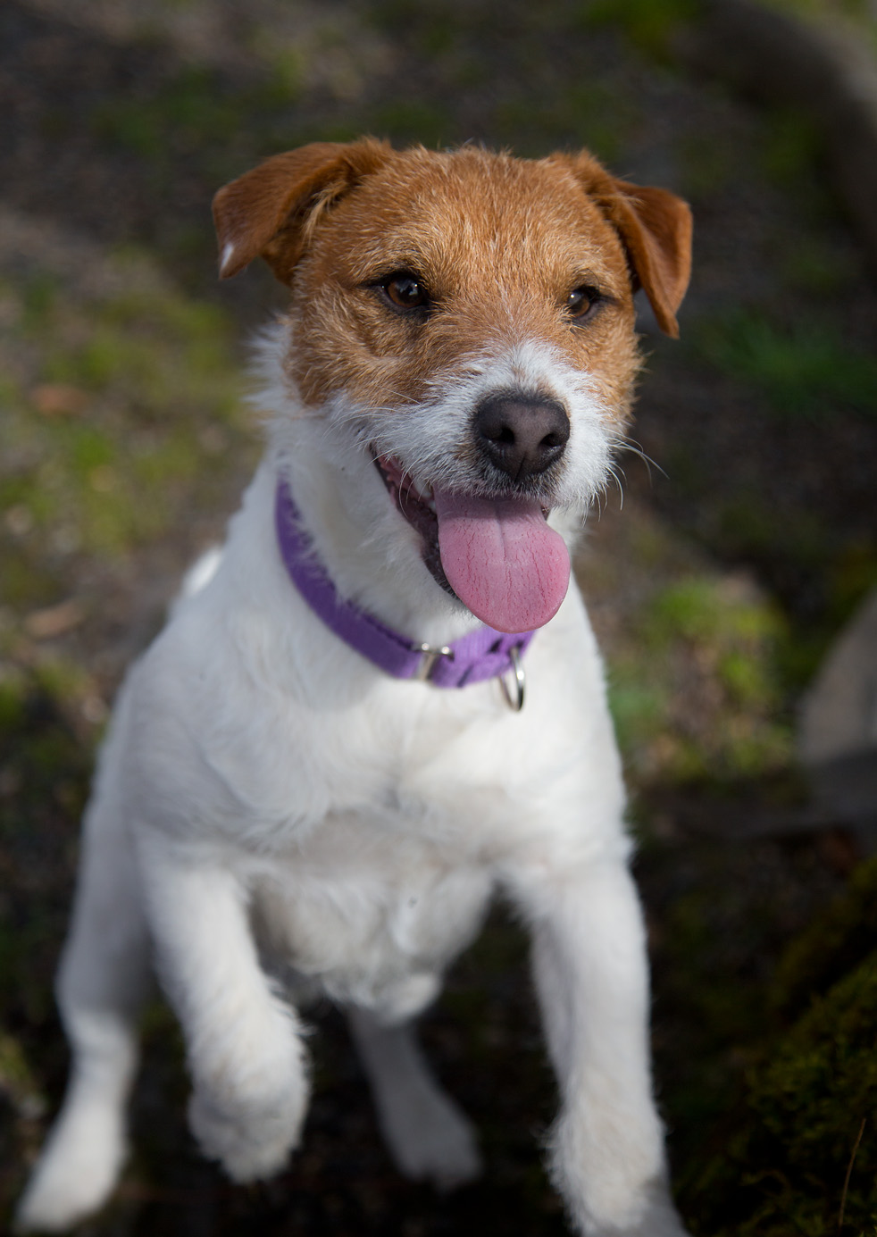 Shelter Dogs of Portland: "PATTERSON" young fun cute Jack Russell Terrier