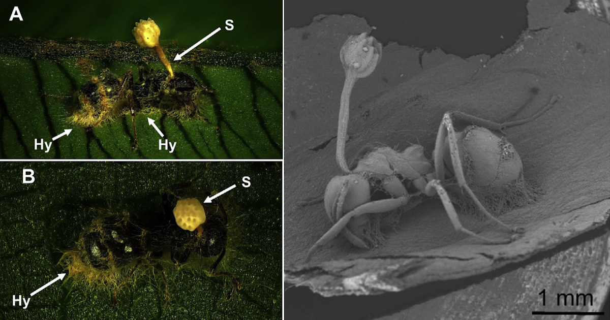 Parasite Of The Day Ophiocordyceps Pseudolloydii
