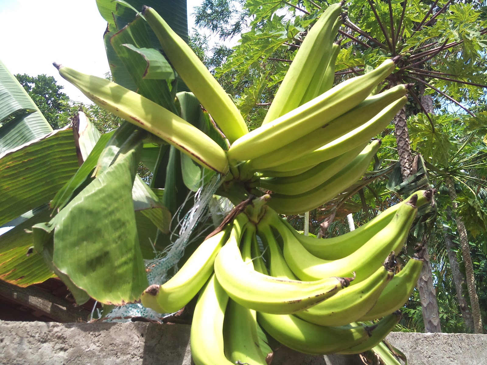 nuwan"s camera album: Nethra palam Banana Pictures in Srilanka
