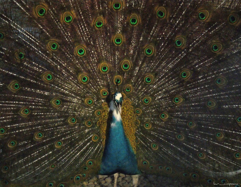 (c)Photography beyond words,poze,fotografii,photo from Romania: Pauni ...