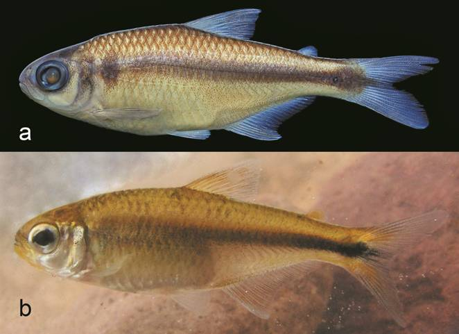 Species New to Science: [Ichthyology • 2019] Astyanax varii • A New ...