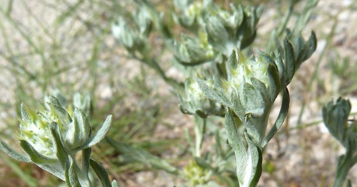 Variety of Life: Filago