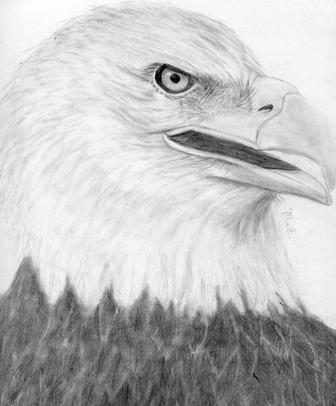 Pencil Drawing Bald Eagle - pencildrawing2019
