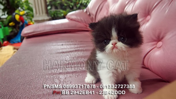 Hamster Dan Kucing Persia Murah Surabaya: KUCING PERSIA PESEK PEAKNOSE ...