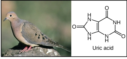 Example of Ammonotelic, Ureotelic, Uricotelic animals