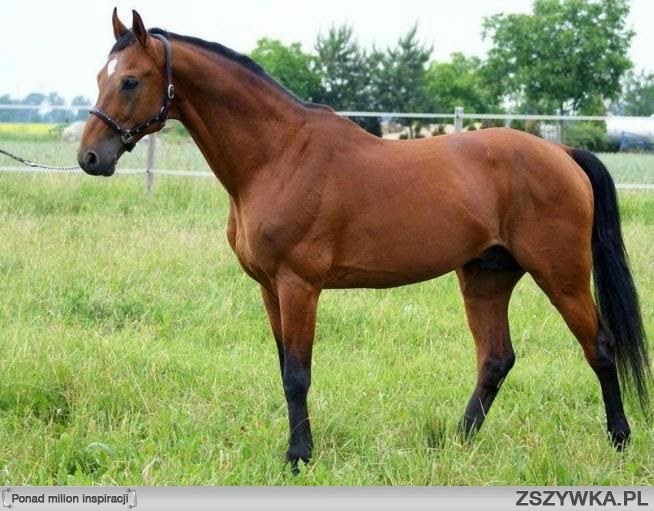 Dżokejka: Rasy Koni