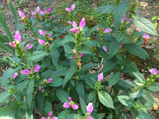 WashingtonGardener: Native Spotlight: Pink Turtlehead (Chelone lyonnii)