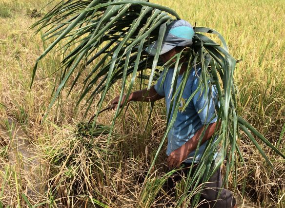 Soil and Environment: Rice production in Eastern Samar: is there a ...