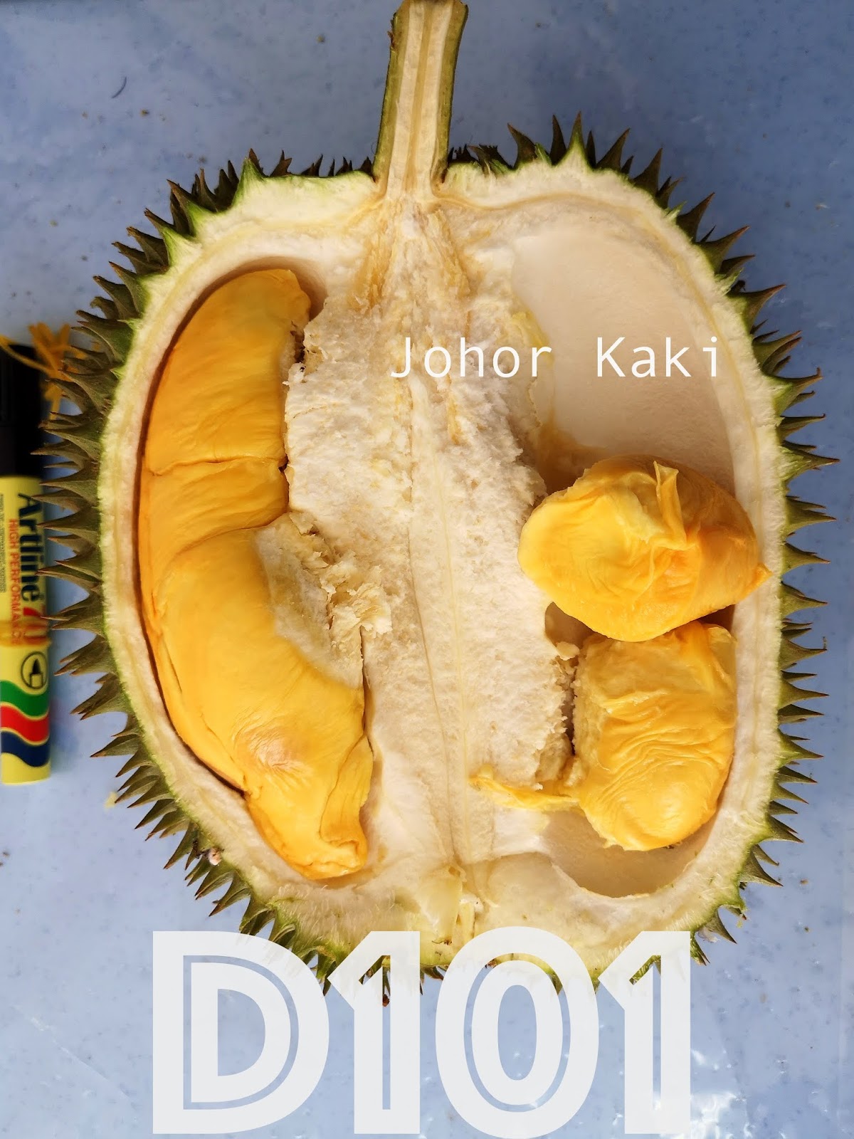 D101 Durian from Johor. Humble but Delicious Mao Shan Wang Alternative ...