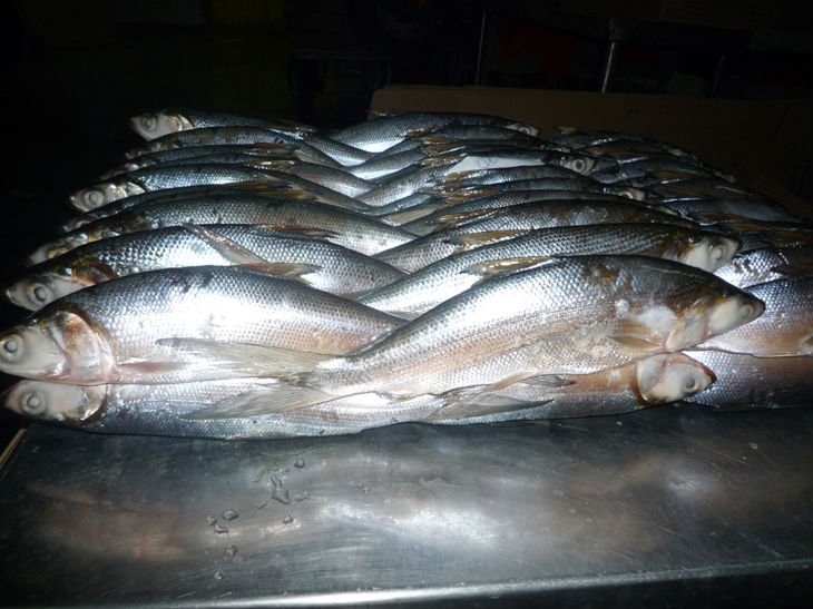 Frozen Milkfish, Buy Frozen Milkfish, Frozen Milkfish Importer ...