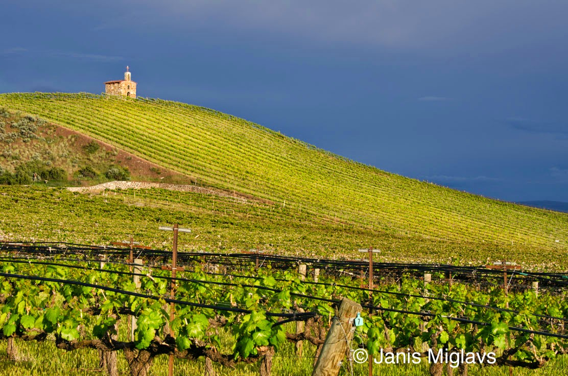 ARE WE THERE YET? Photographer Janis Miglavs : Vineyard Light: Why ...
