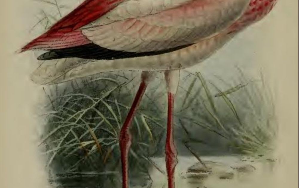 HISTORIAS ZOOLOGICAS: A LA BUSQUEDA DEL CHURURU O PARINA CHICA ...