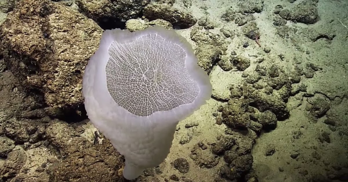 Real Monstrosities: Ludicrously Ornate Sponge