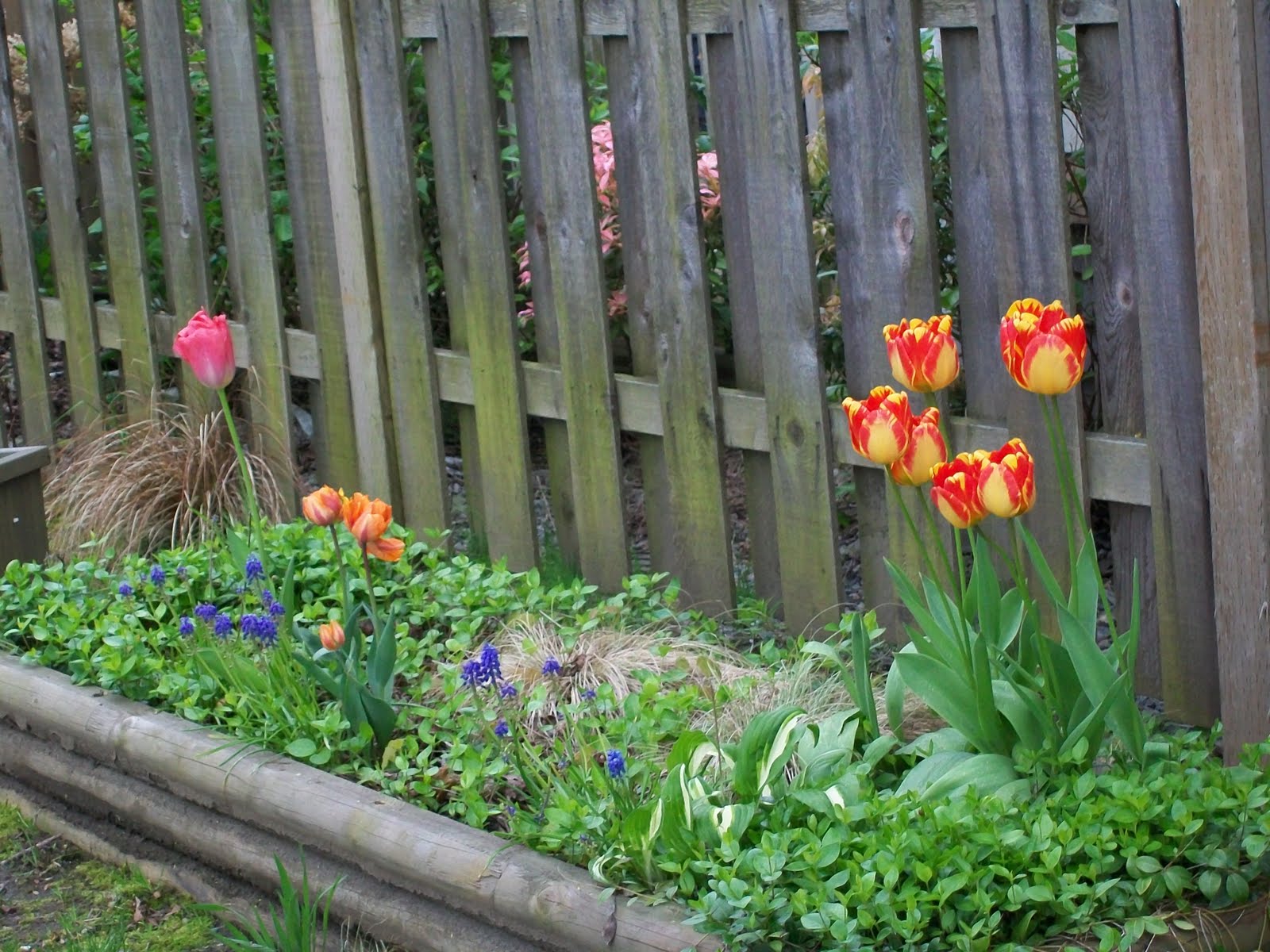 Vancouver Voyager: What is a Canuck?