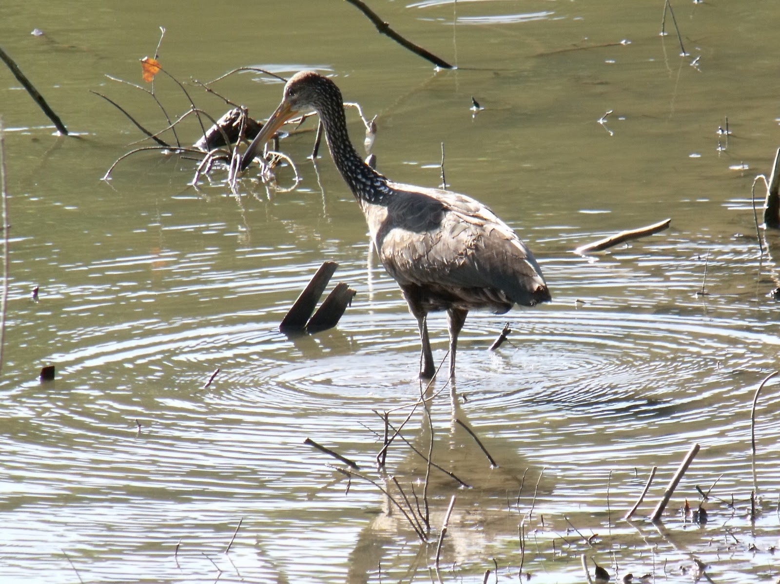 NATURALEZA Y CULTURA: El Carau