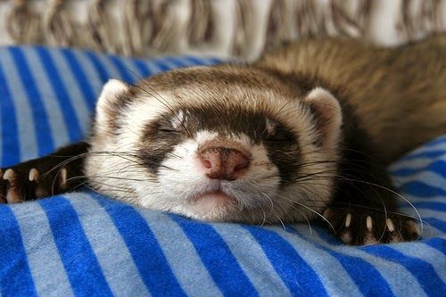 ¿Cómo criar a un hurón de forma correcta? | Guia Mascotas