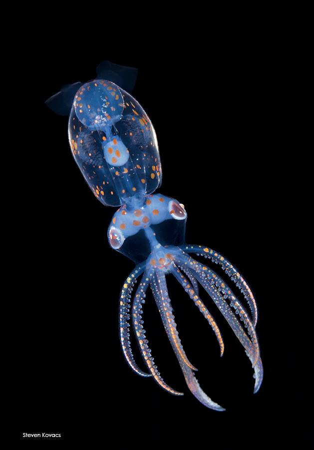 uwphotographers: UWP: STEVEN KOVACS