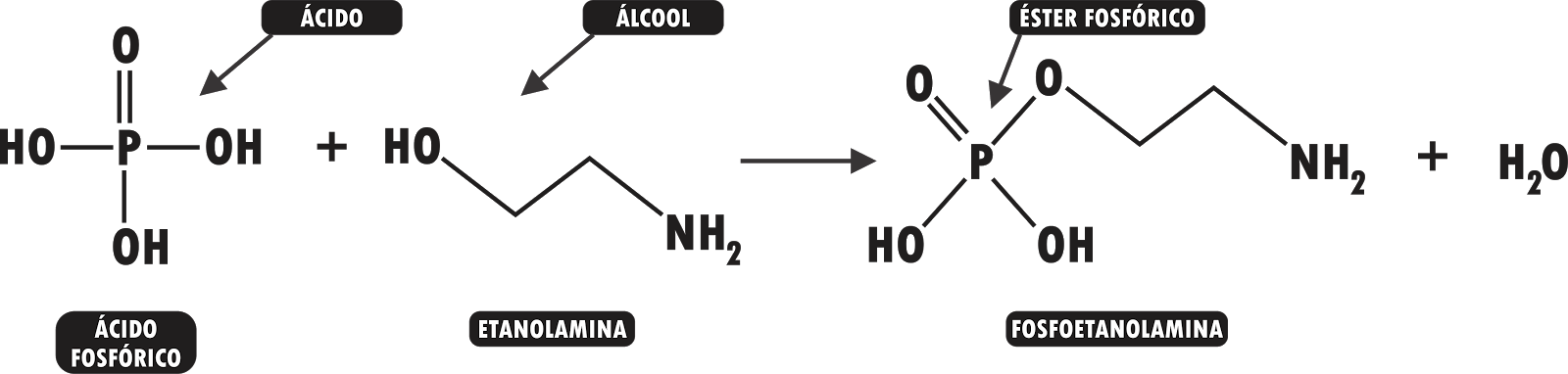QUÍMICA PARA MEDICINA: Assunto: FOSFOETANOLAMINA “A pílula do câncer ...