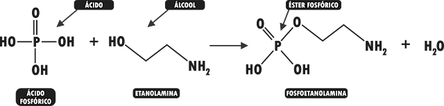 QUÍMICA PARA MEDICINA: Assunto: FOSFOETANOLAMINA “A pílula do câncer ...