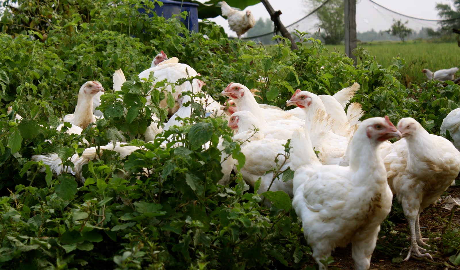 SUNSHINE CHICKEN: Oh Sunrise