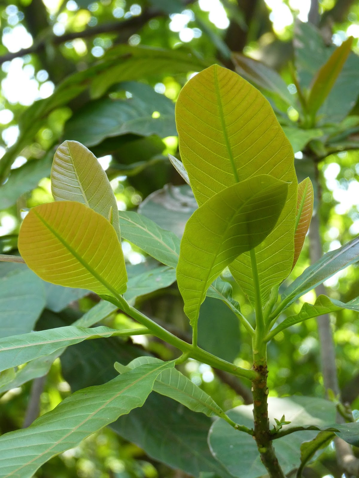 ARBORETUM: ÁRBOLES FANTÁSTICOS, el caracolí