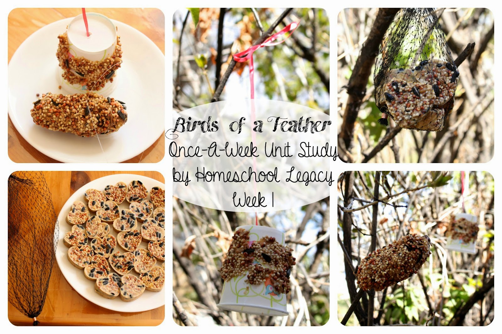 Birds of a Feather - A "Once-A-Week" Unit Study Review — Delightful ...