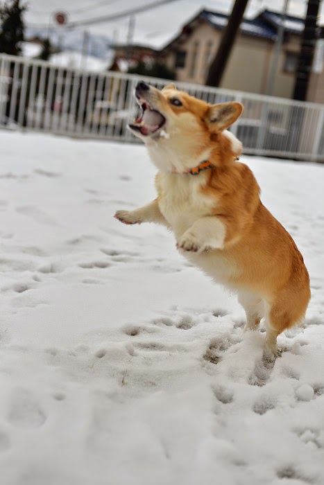 Japanese Corgi Life