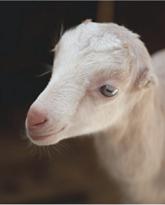 Backyard Farming: Goaty Goat Goat Goat
