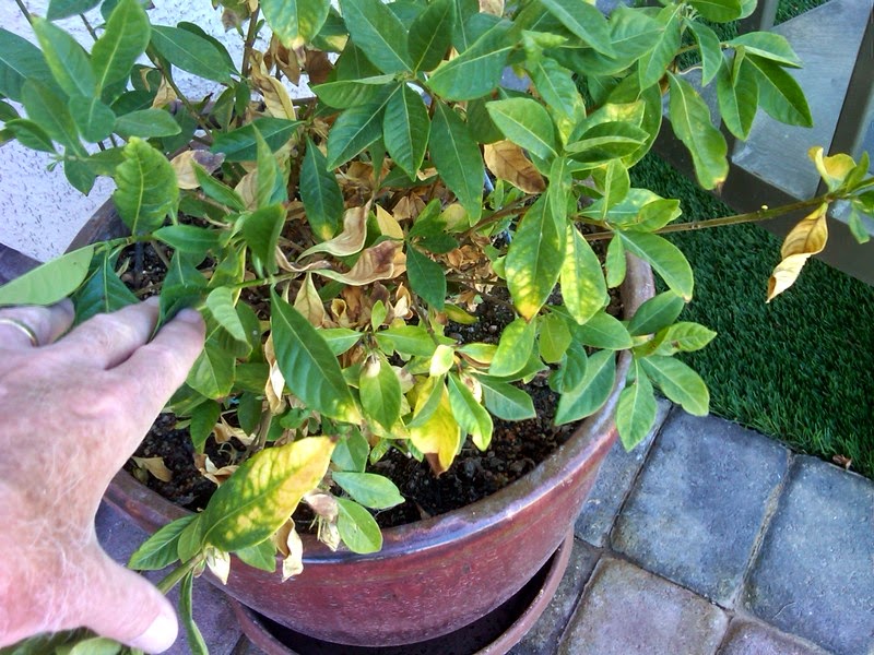 Xtremehorticulture of the Desert: Major Cause for Gardenia Death