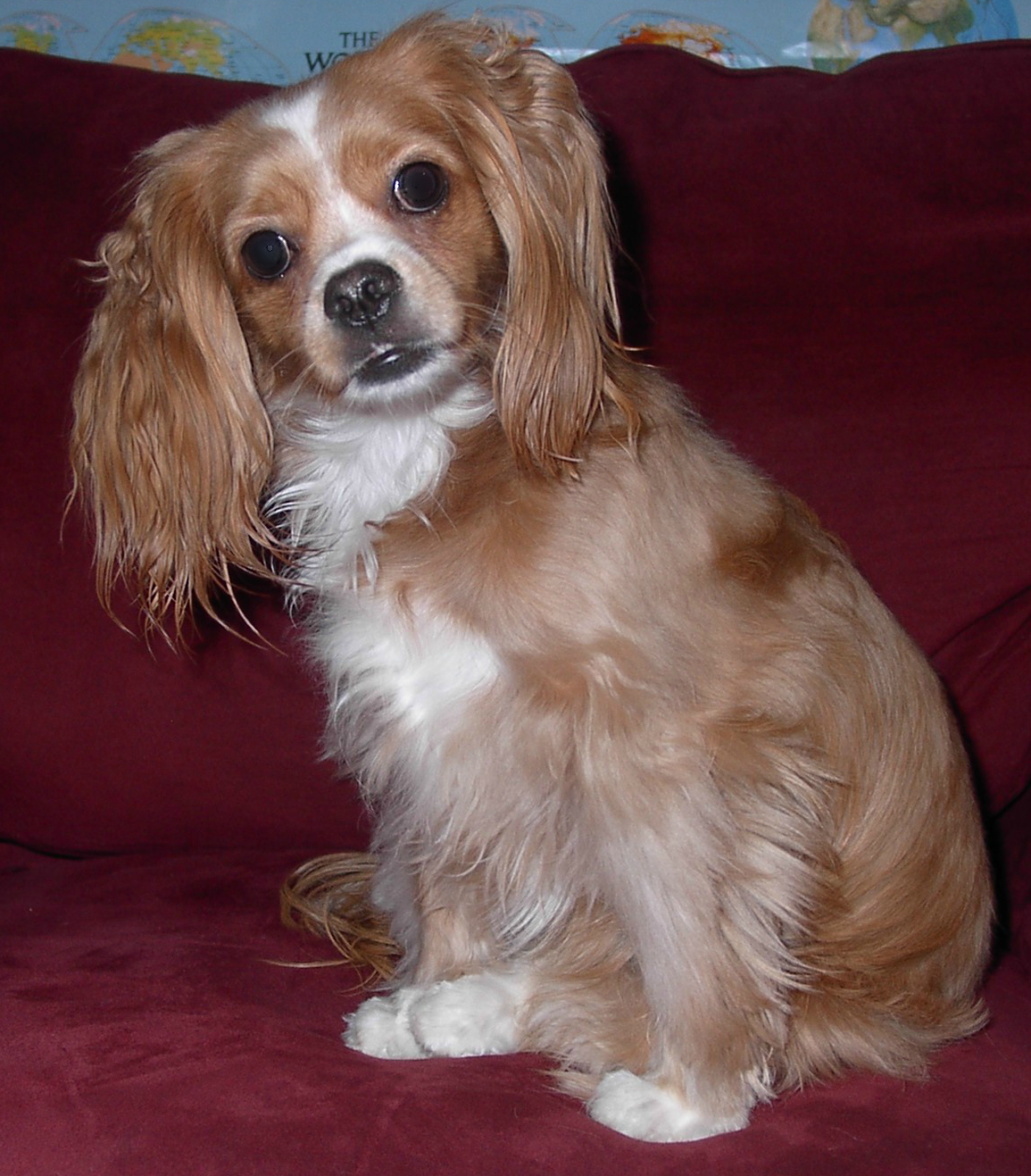 Chi-Spaniel: 15 Month Old Chi-Spaniel