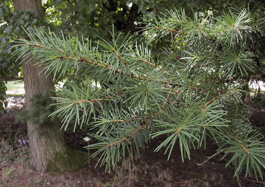 flyfishing hopes ..... légyremények ...: Fenyő