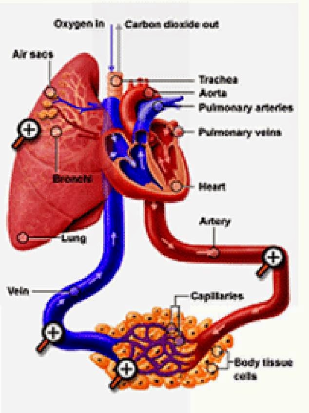 Bagian-Bagian Jantung Manusia